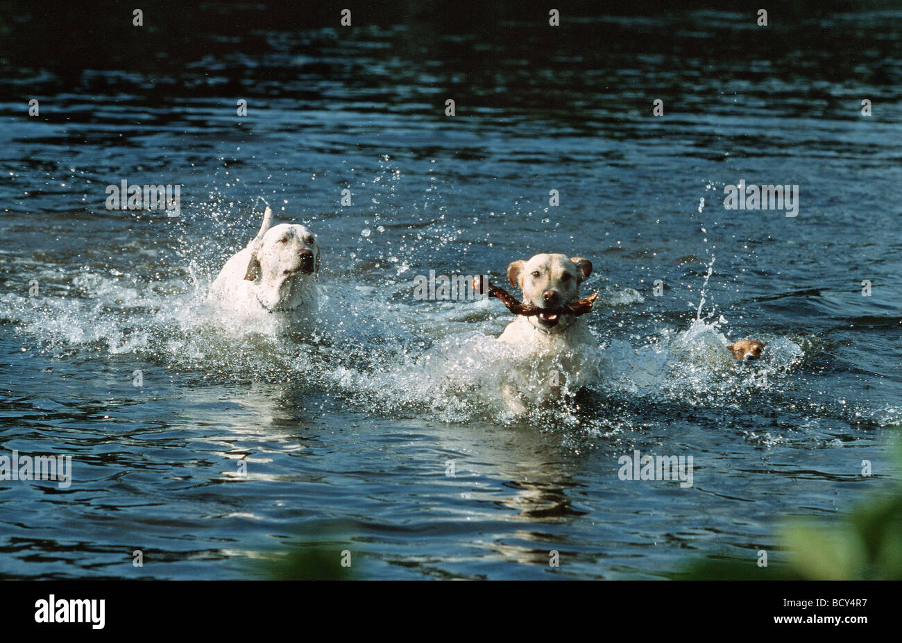 three dogs in the water Stock Photo - Alamy