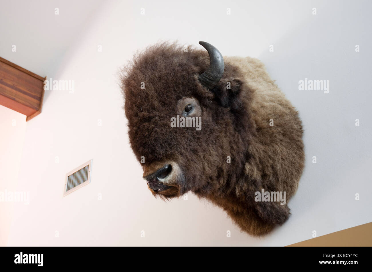 Paynes prairie preserve bison on hi-res stock photography and images ...