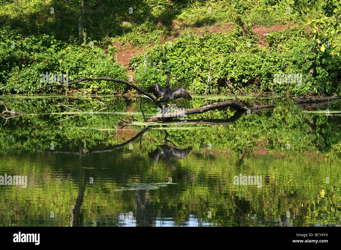 Wings extended hi-res stock photography and images - Alamy