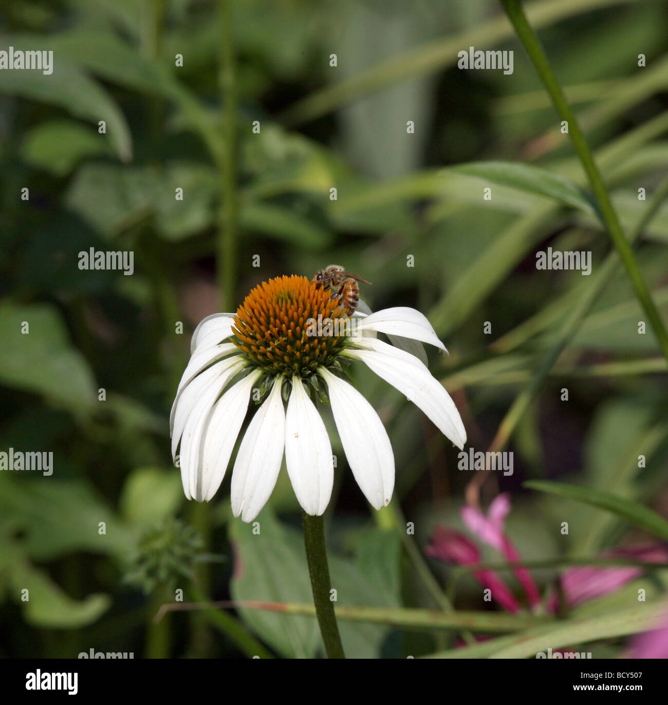 A white cone flower coneflower and a honey bee Stock Photo - Alamy