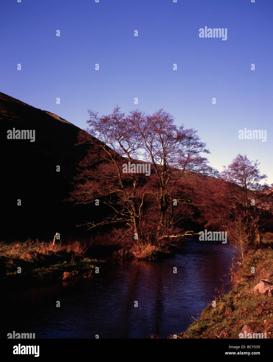 Ash tree growing beside river hi-res stock photography and images - Alamy