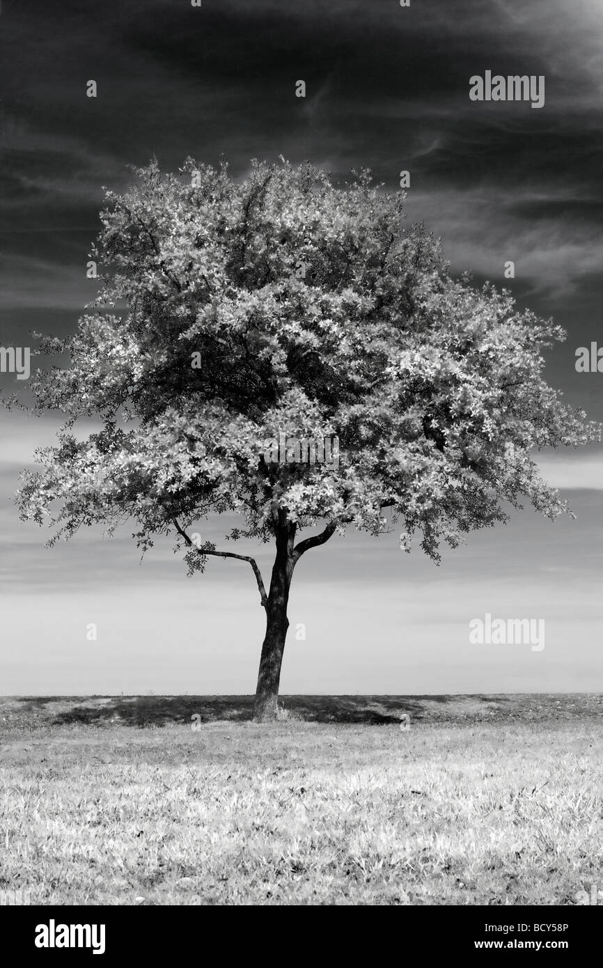 Isolated tree over a dramatic background Stock Photo - Alamy