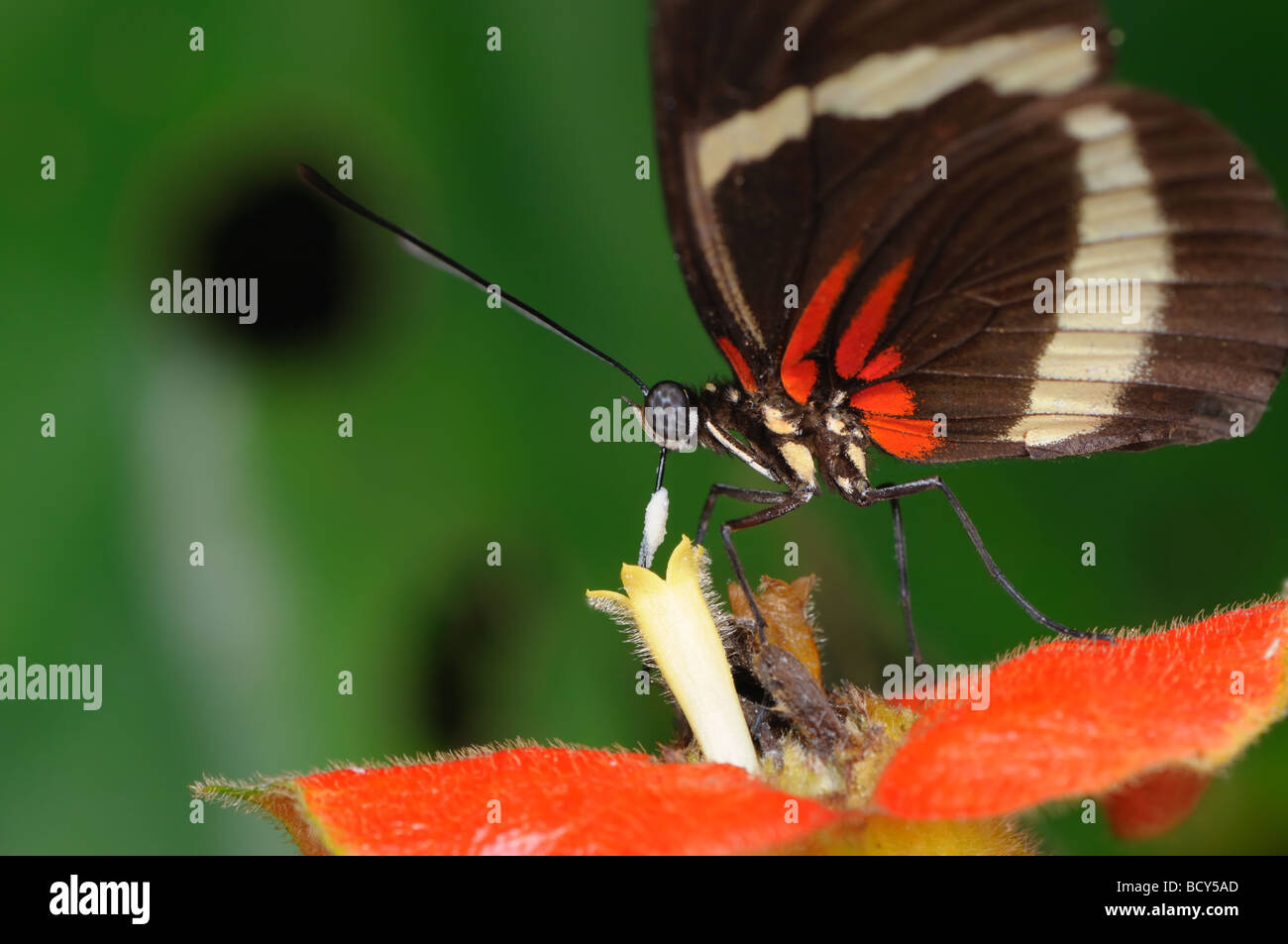 Postman butterfly heliconius melpomene hi-res stock photography and ...
