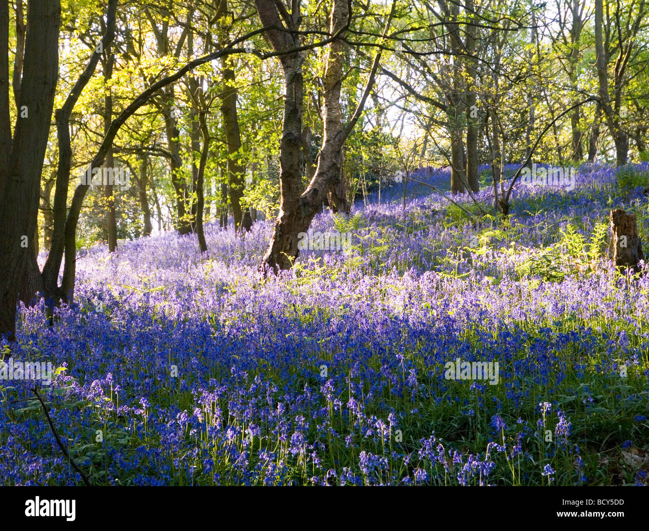 Spring bluebells in Charnwood Forest, Leicestershire England UK Stock ...