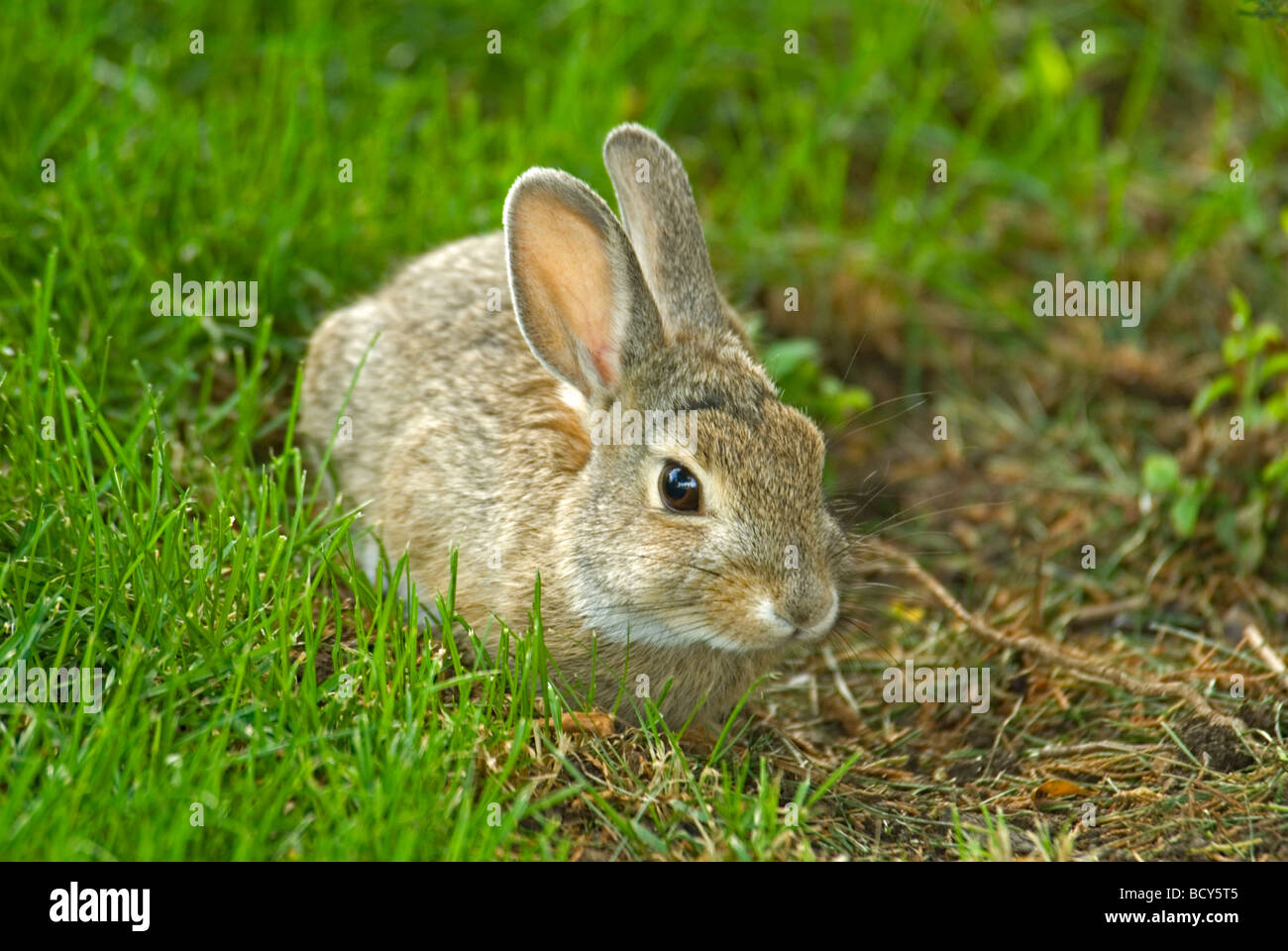 Baby bunny eastern cottontail hi-res stock photography and images - Alamy