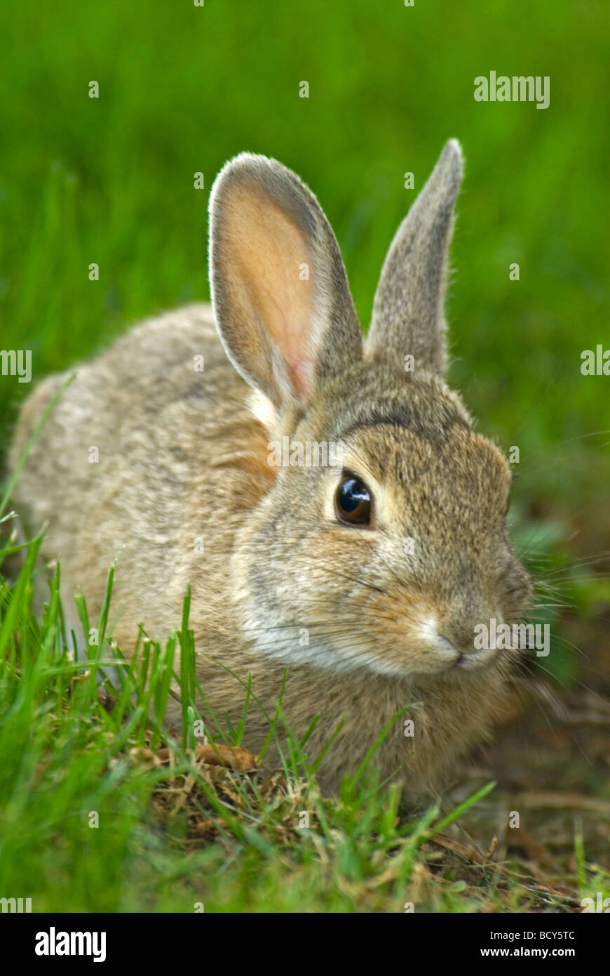 Baby bunny eastern cottontail hi-res stock photography and images - Alamy