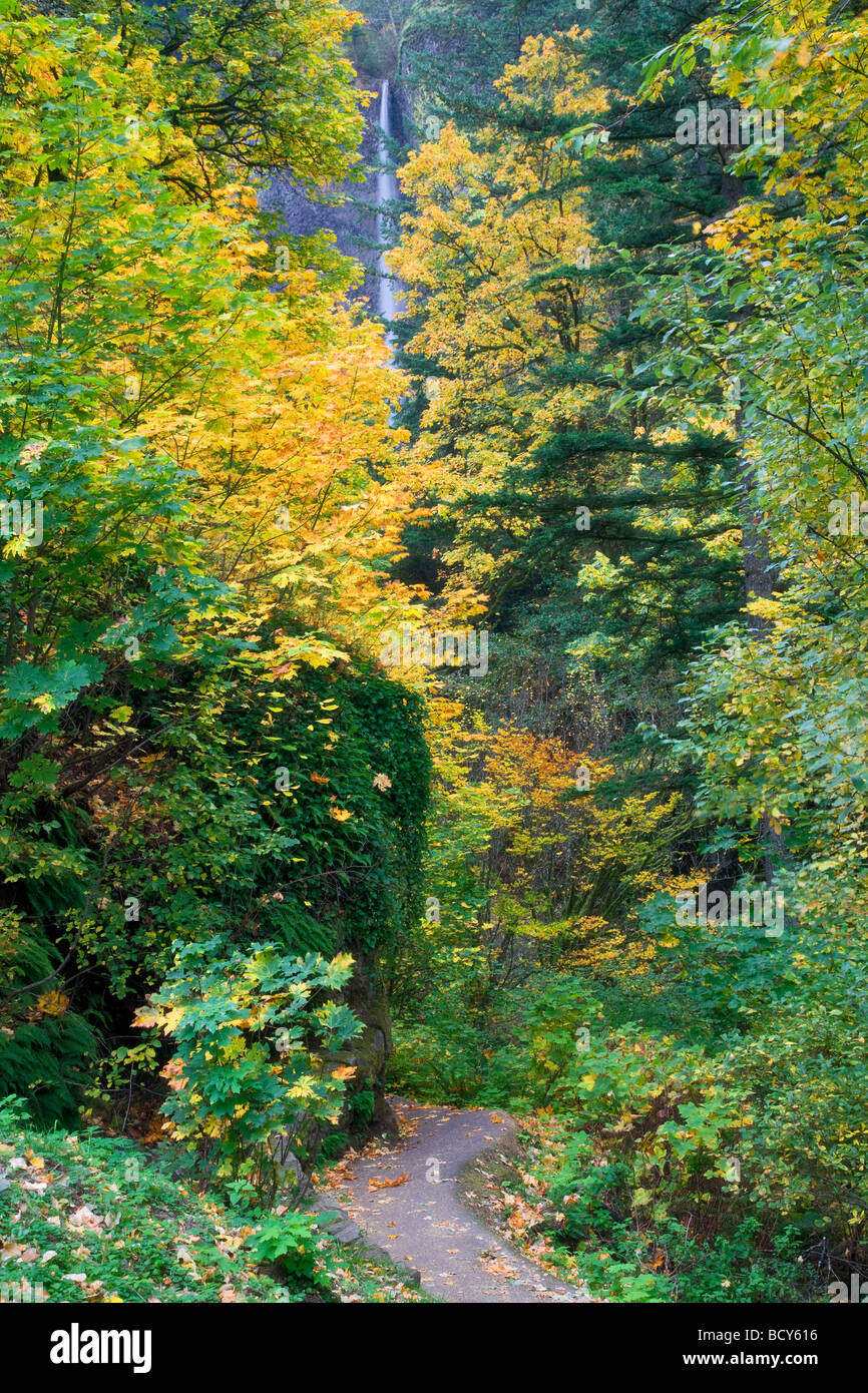 Latourell Falls with fall colored Maple trees Columbia River Gorge ...