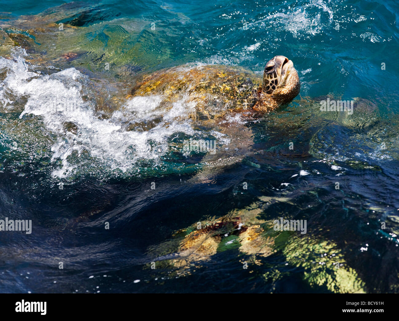 Hawaii beach sea turtles hi-res stock photography and images - Alamy