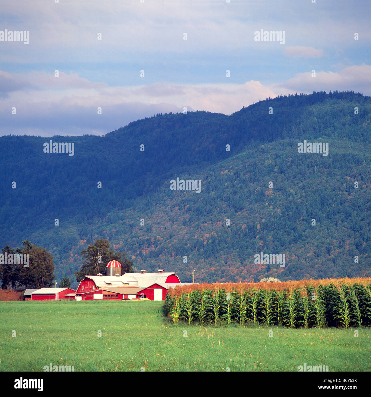 Bc corn field fields stalks farm hi-res stock photography and images ...