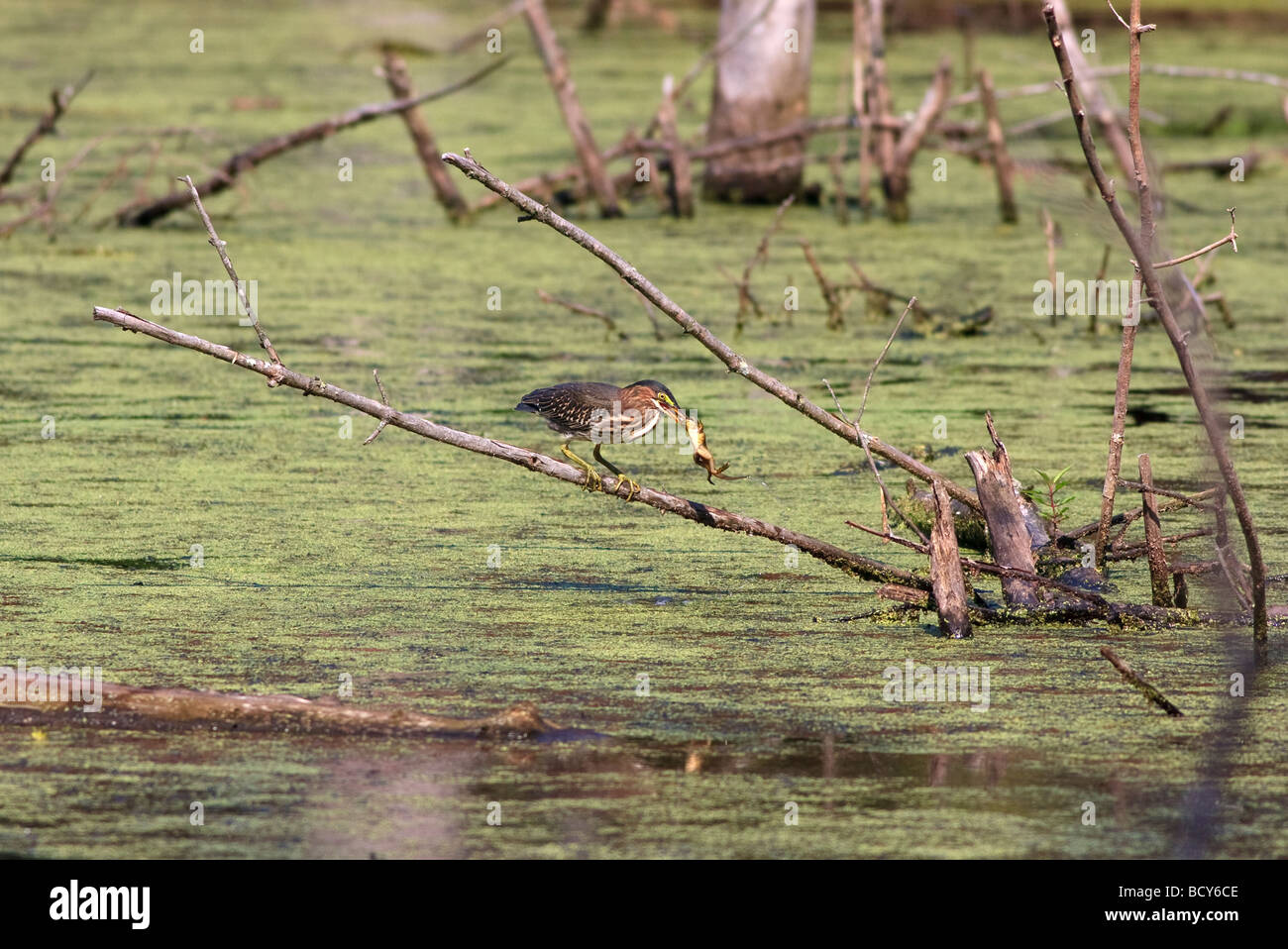 Bird eating frog hi-res stock photography and images - Alamy