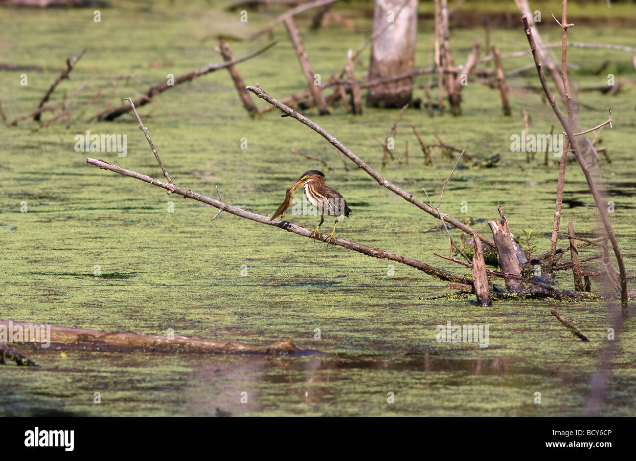Bird eating frog hi-res stock photography and images - Alamy