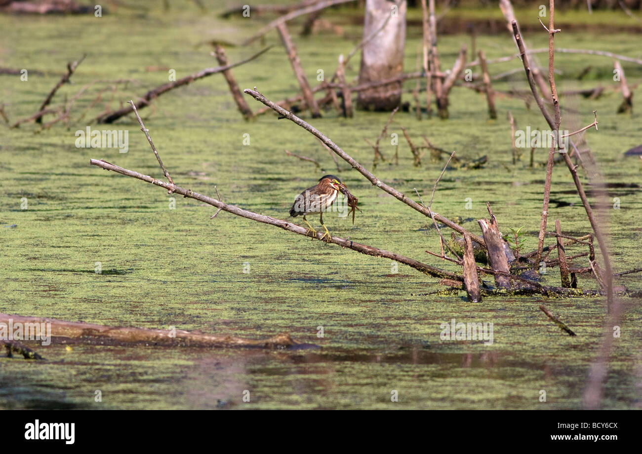 Bird eating frog hi-res stock photography and images - Alamy