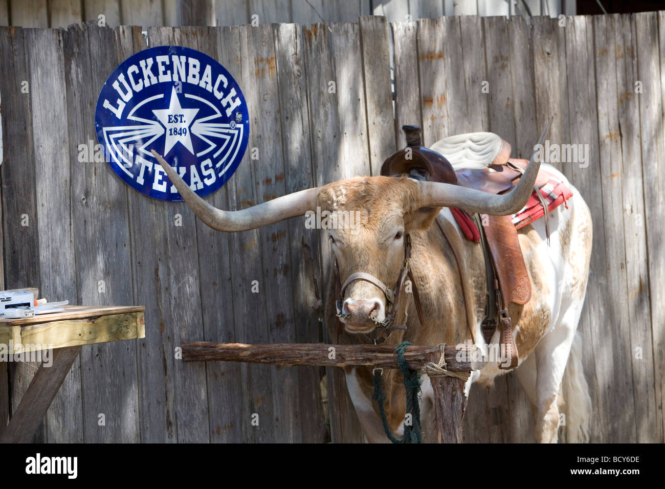 A longhorn bull for riding at a Luckenbach Texas festival Stock Photo ...
