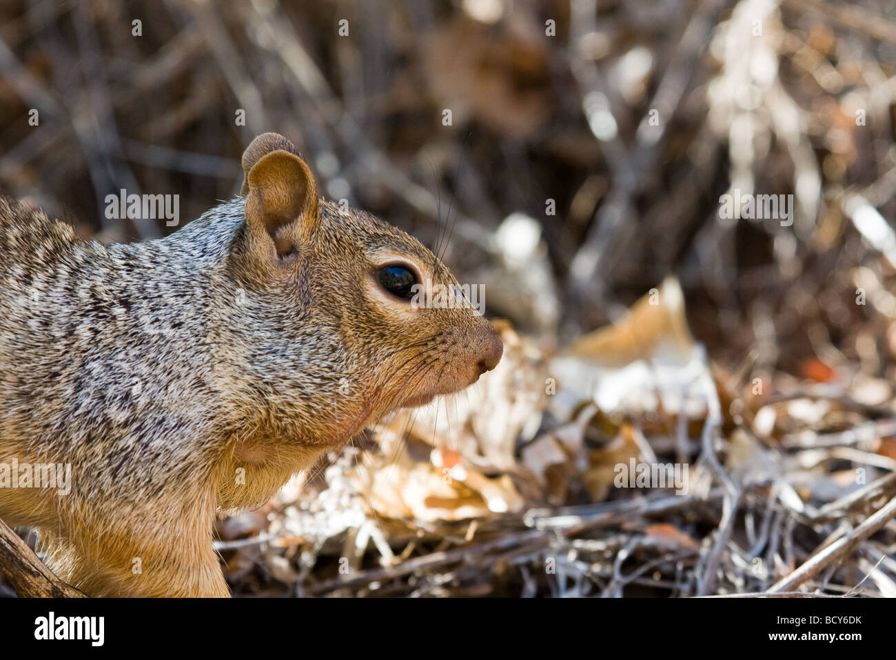 Ground squirrel stocking up on food during autumn Stock Photo - Alamy