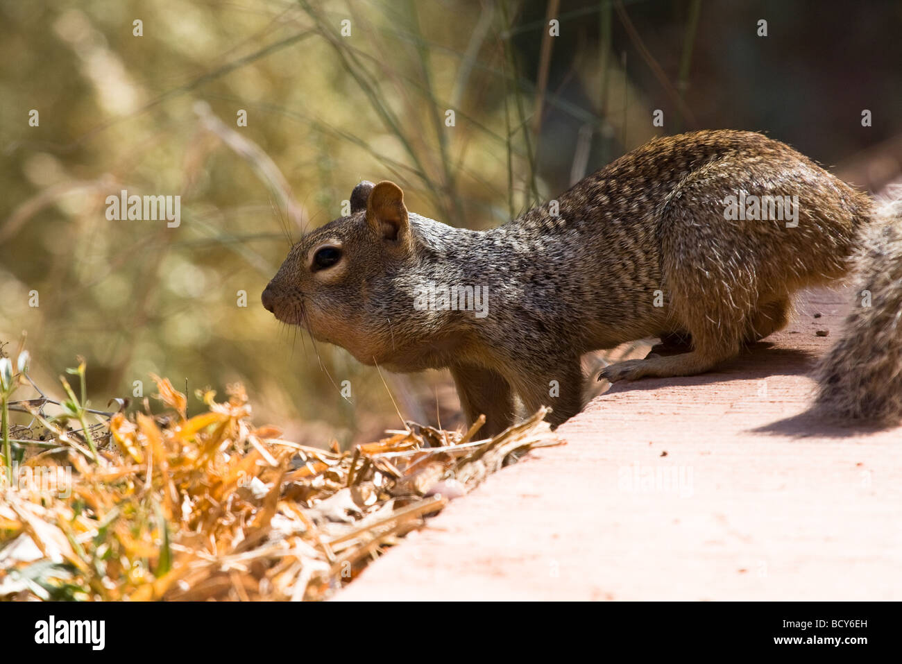 Stocking up on food hi-res stock photography and images - Alamy