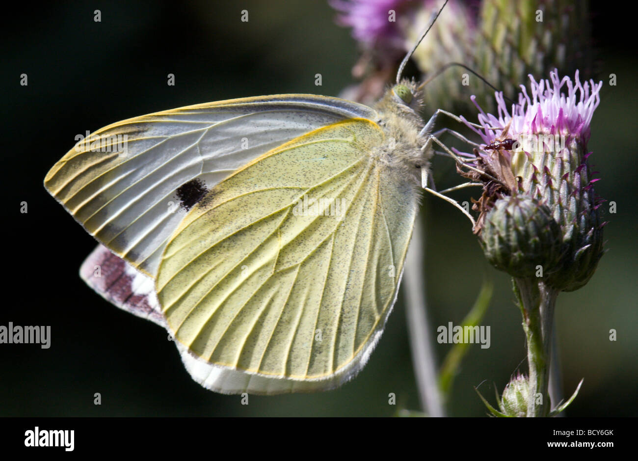 Large White butterfly Stock Photo - Alamy