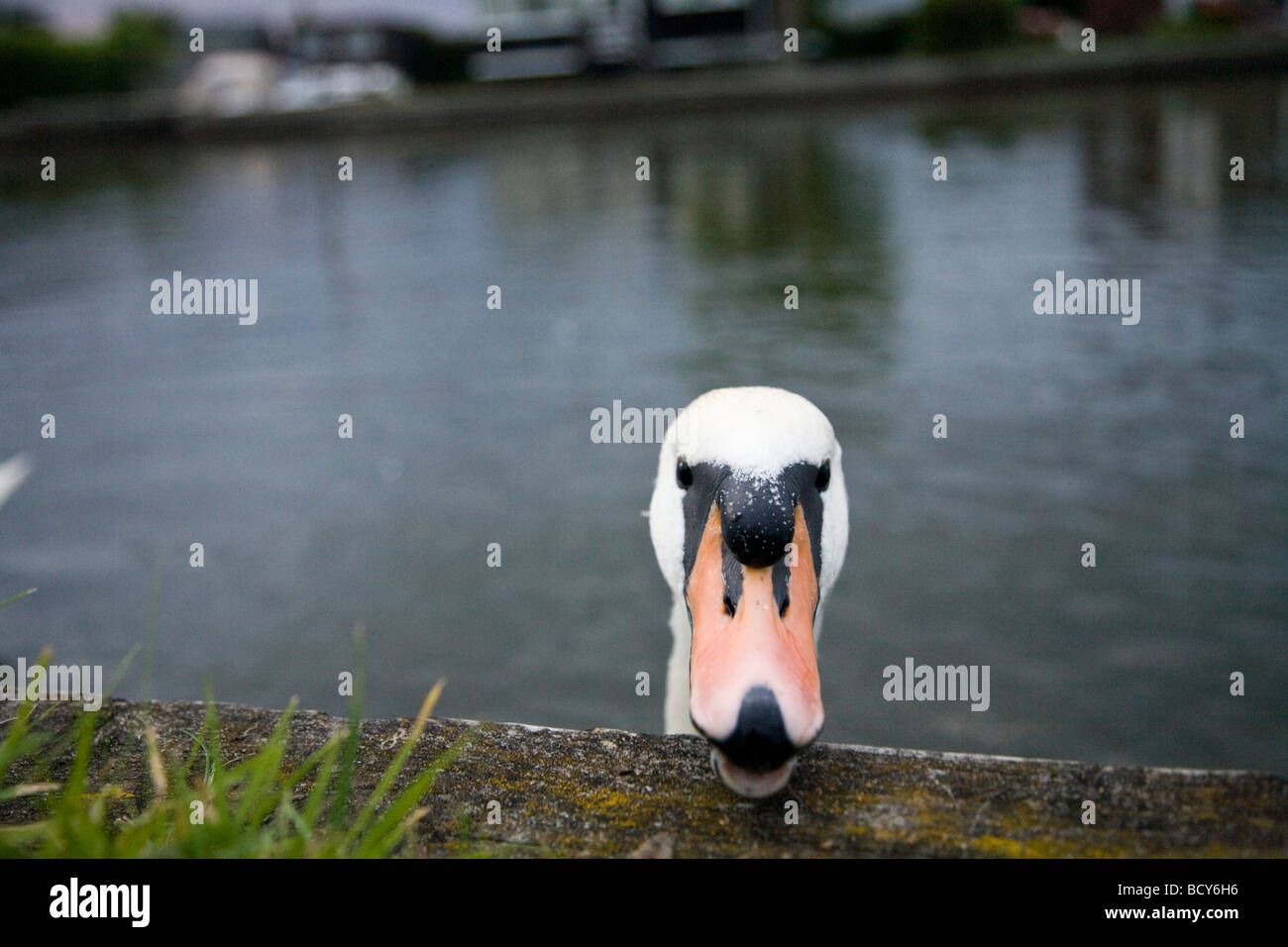Swan Face Stock Photos & Swan Face Stock Images - Alamy