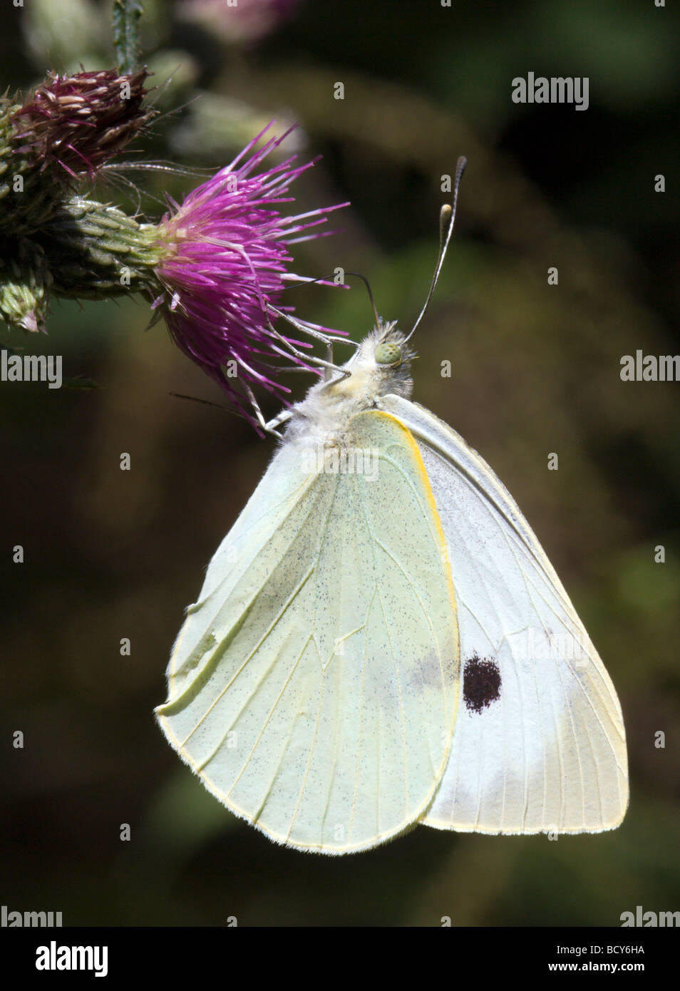 Large White butterfly Stock Photo - Alamy