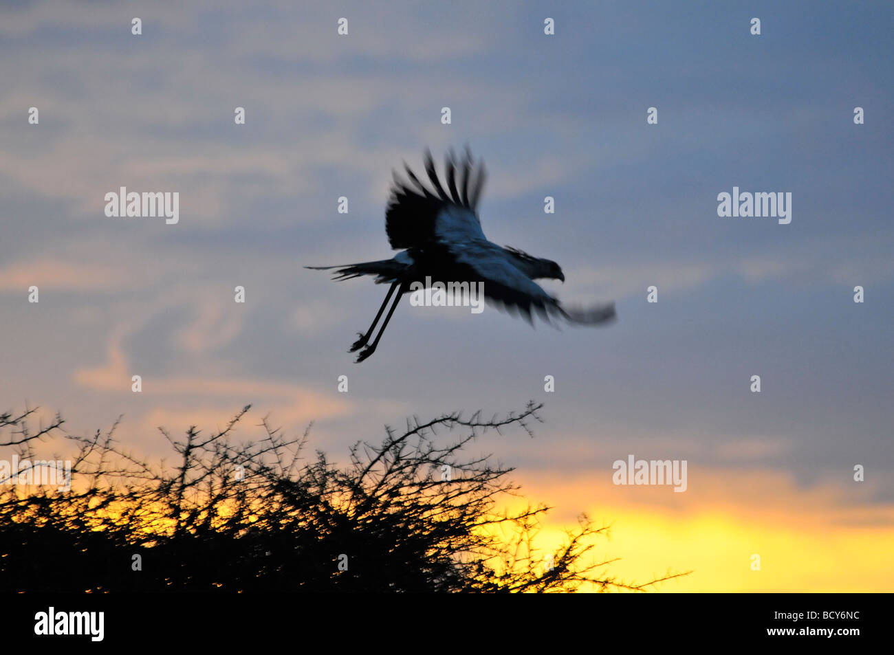 Stock photo of a secretary bird lifting off from a tree at sunrise ...