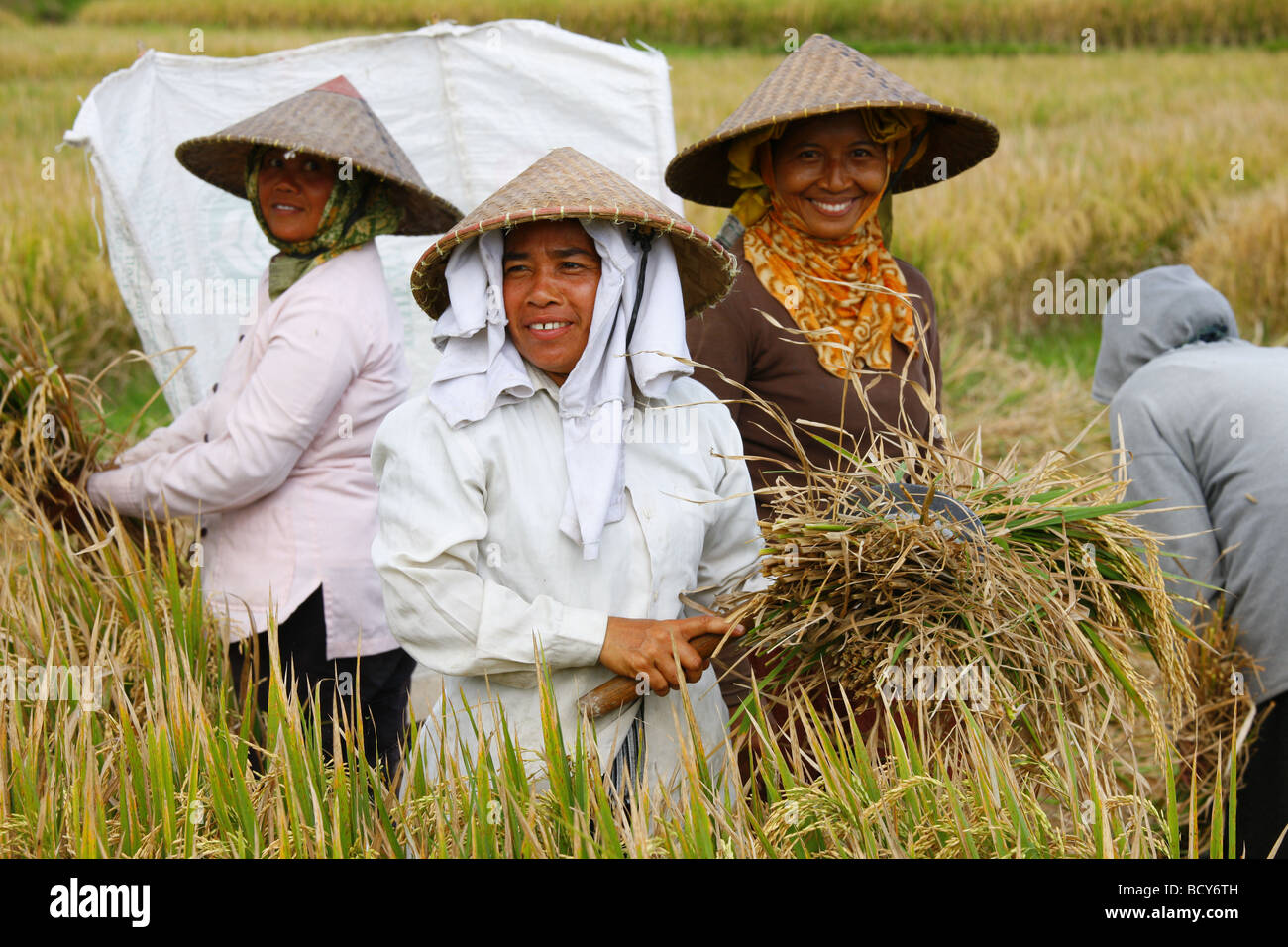 Women winnowing rice, harvest in the rice fields in Tegal Lalang, Bali ...
