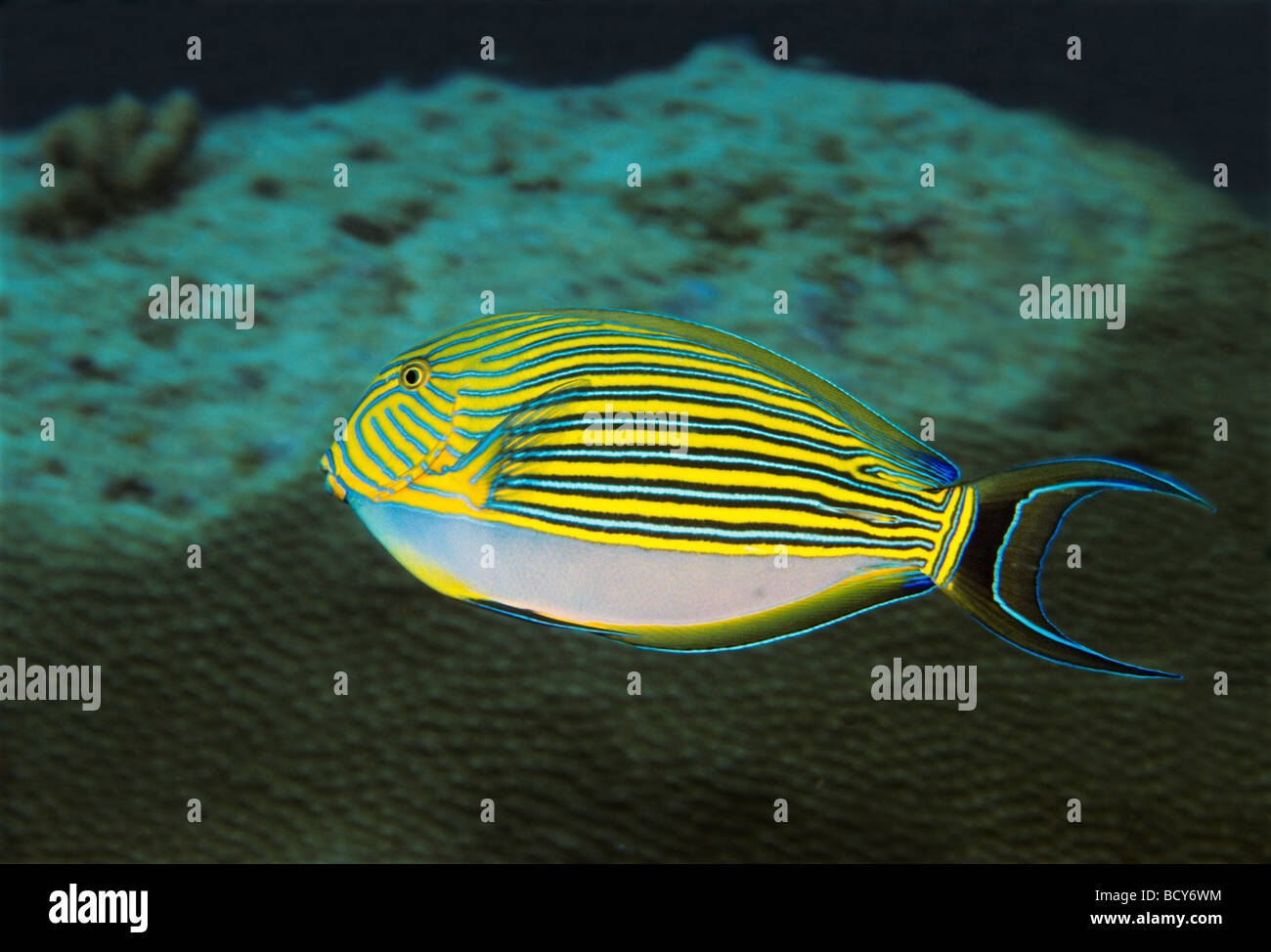 Blue-lined surgeonfish, (Acanthurus lneatus) swimming over coral reef ...