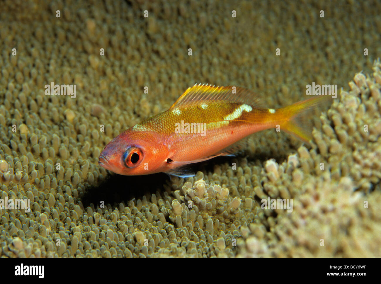 Yellowback fusilier (Caesio xanthonodus), night colors, above coral ...