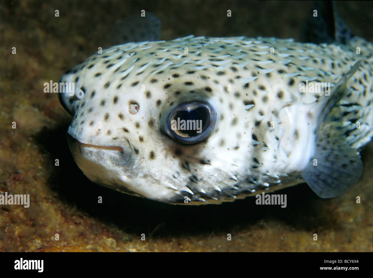 Spot-fin Porcupinefish (Diodon hystrix), fish, portrait, Similan ...