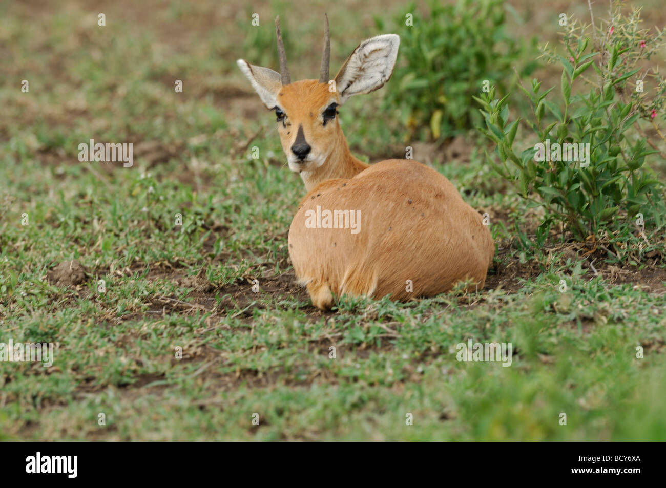 Curled animals hi-res stock photography and images - Alamy