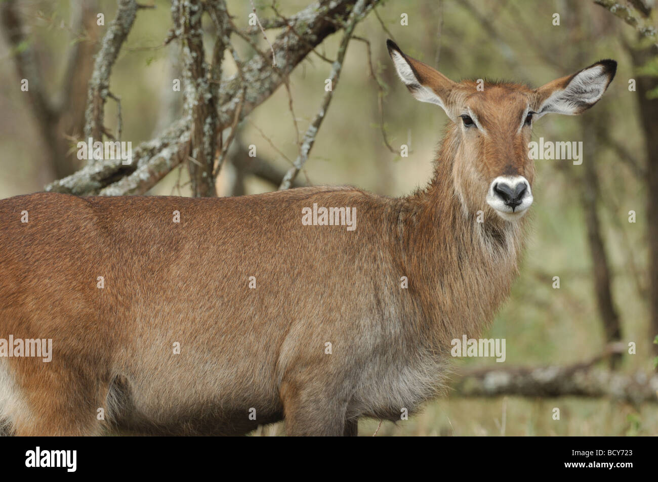 Defassa waterbuck waterbuck hi-res stock photography and images - Alamy