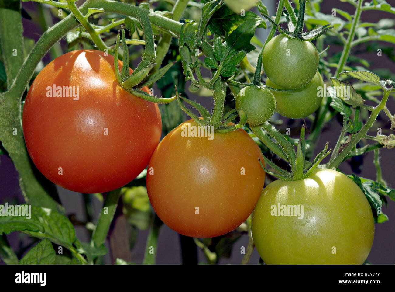 Organic tomatoes growing outdoors on the vine, at different maturing stage Stock Photo - Alamy