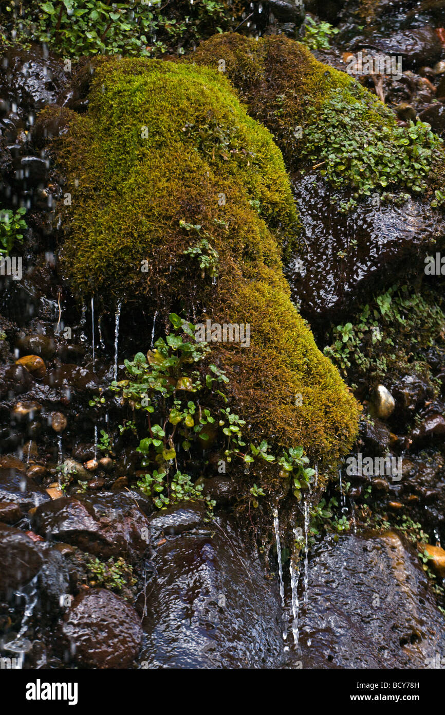 MOSS grows in a NATURAL SPRING seeps from volcanic rock along the wild ...