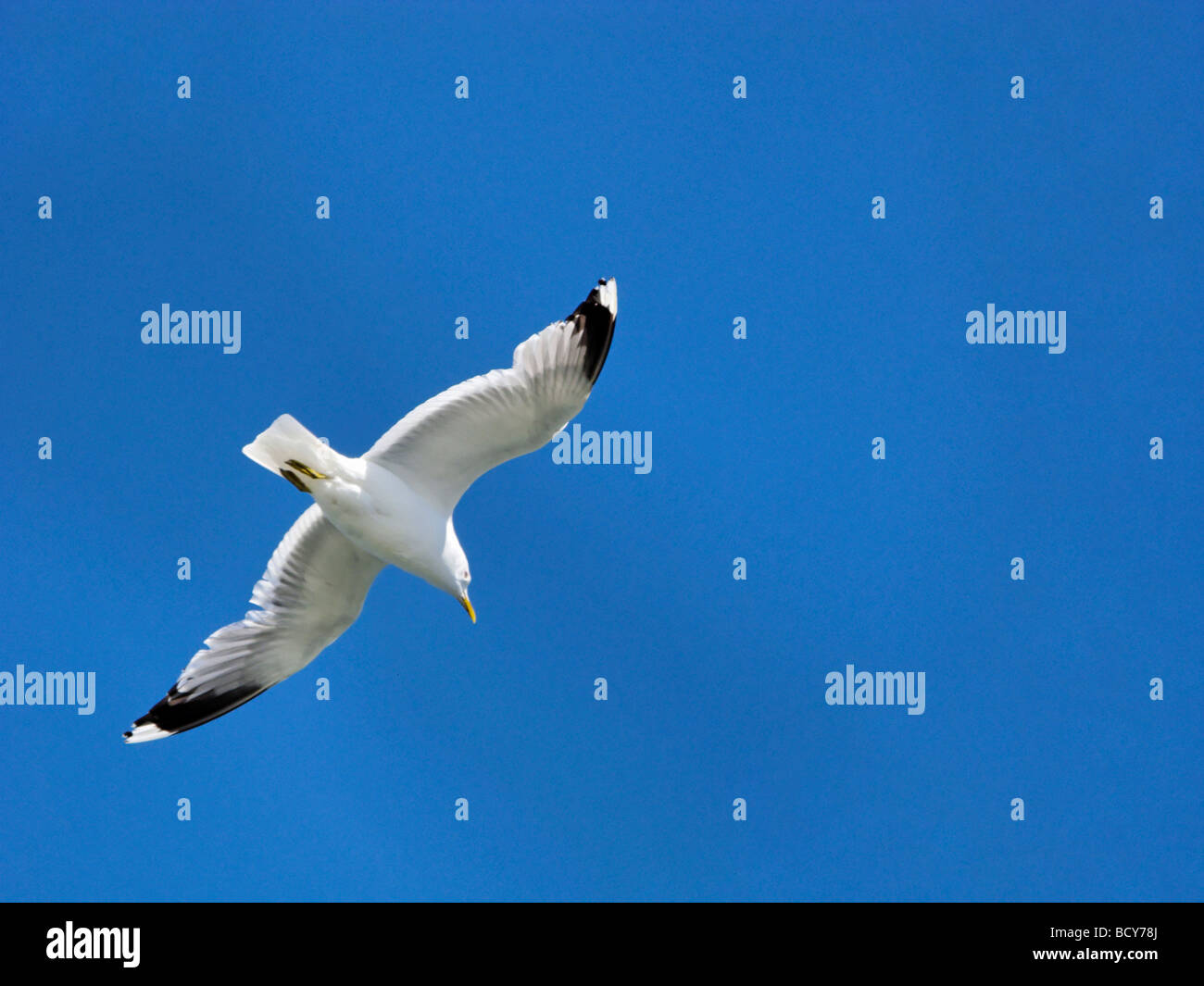 Seagull Flying Overhead Larus canus Stock Photo - Alamy