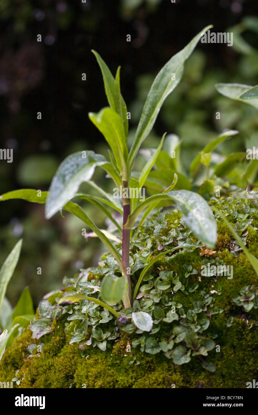 a plant grows in a NATURAL SPRING seeps from volcanic rock along the ...