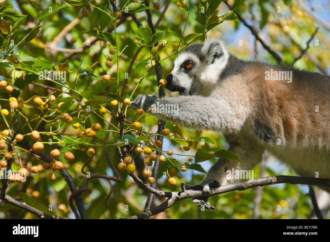 ring tailed lemur (catta) eating in Anja Reserve in Madagascar Stock ...