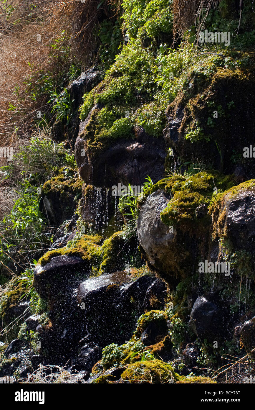 MOSS grows in a NATURAL SPRING seeps from volcanic rock along the wild ...