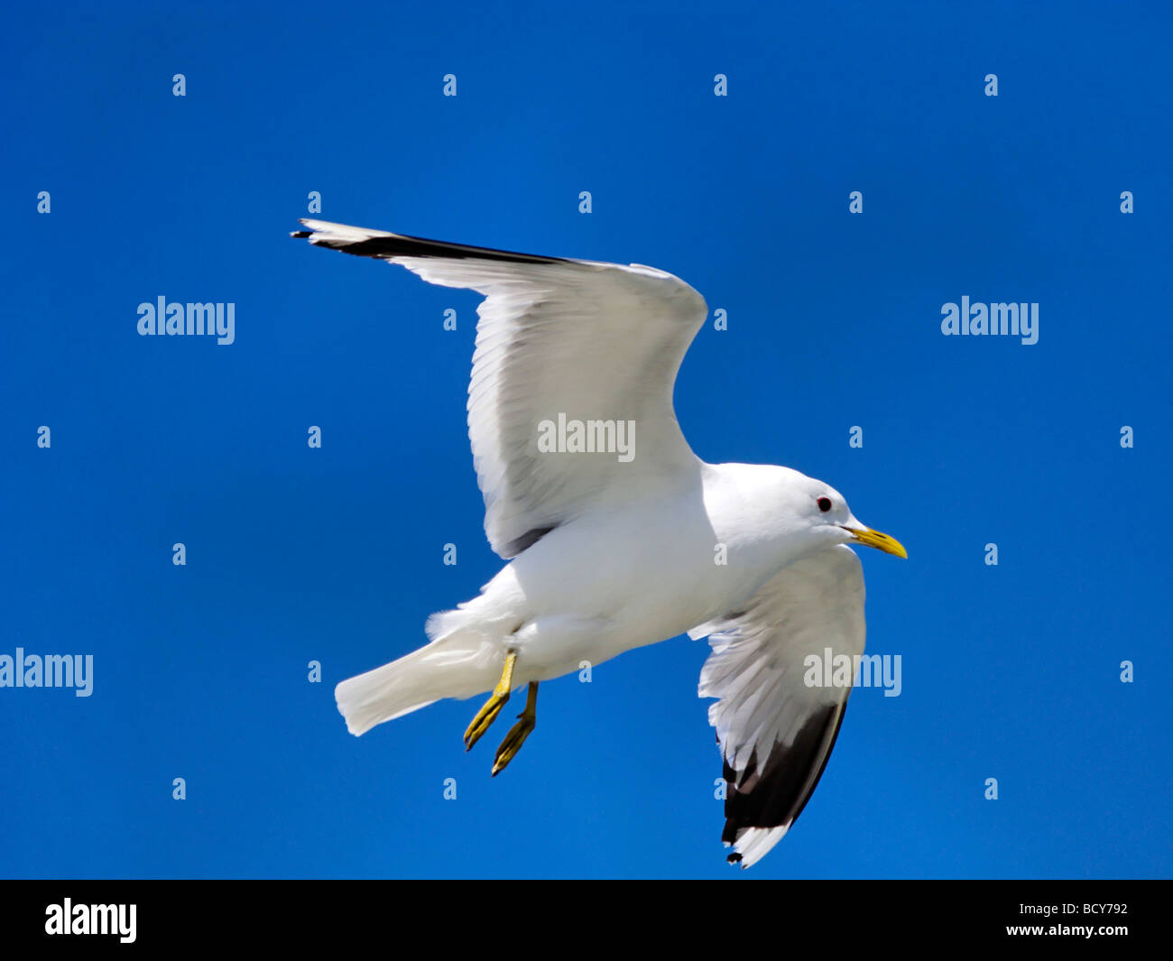 Flying larus hi-res stock photography and images - Alamy