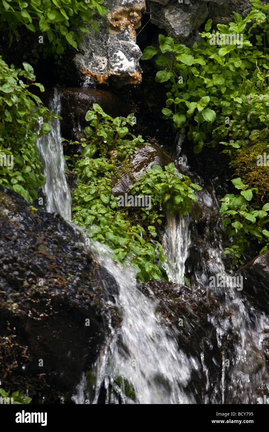 Spring ecosystem hi-res stock photography and images - Alamy