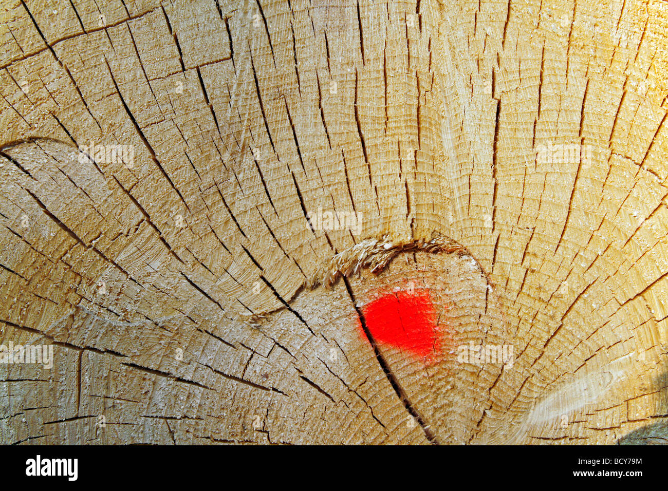 timber with red mark Stock Photo - Alamy