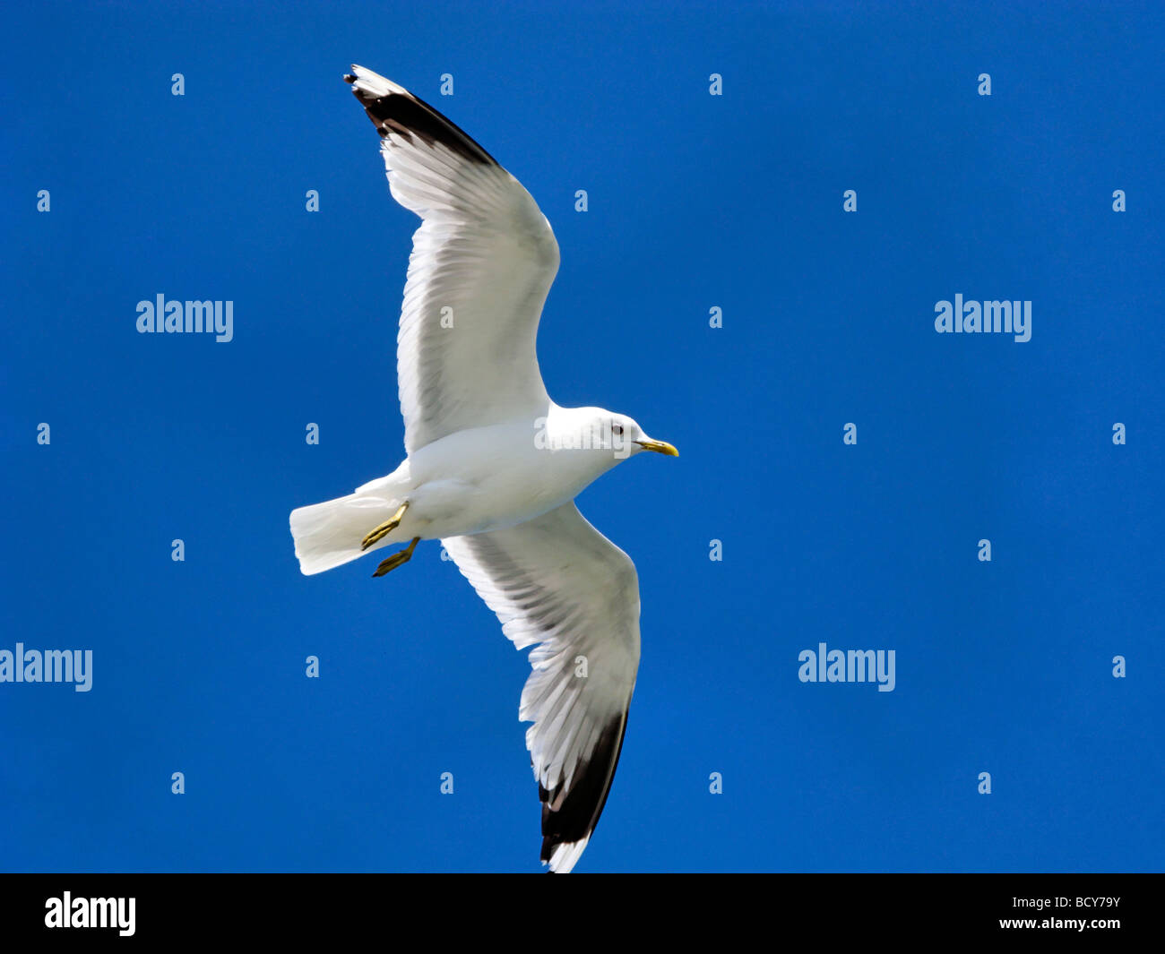 Close up seagull flying hi-res stock photography and images - Alamy