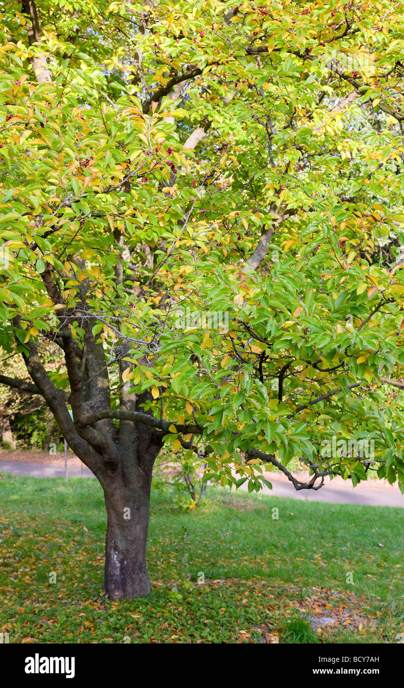 Golden tree foliage and pedestrian path in autumn city park Stock Photo ...