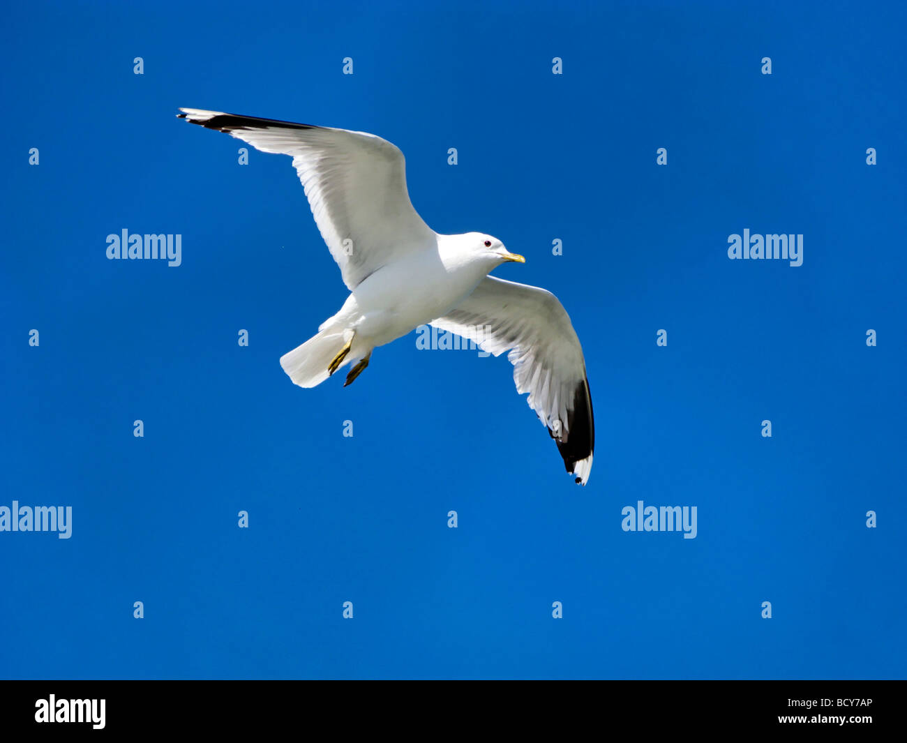 Seagull Flying Overhead Larus canus Stock Photo - Alamy