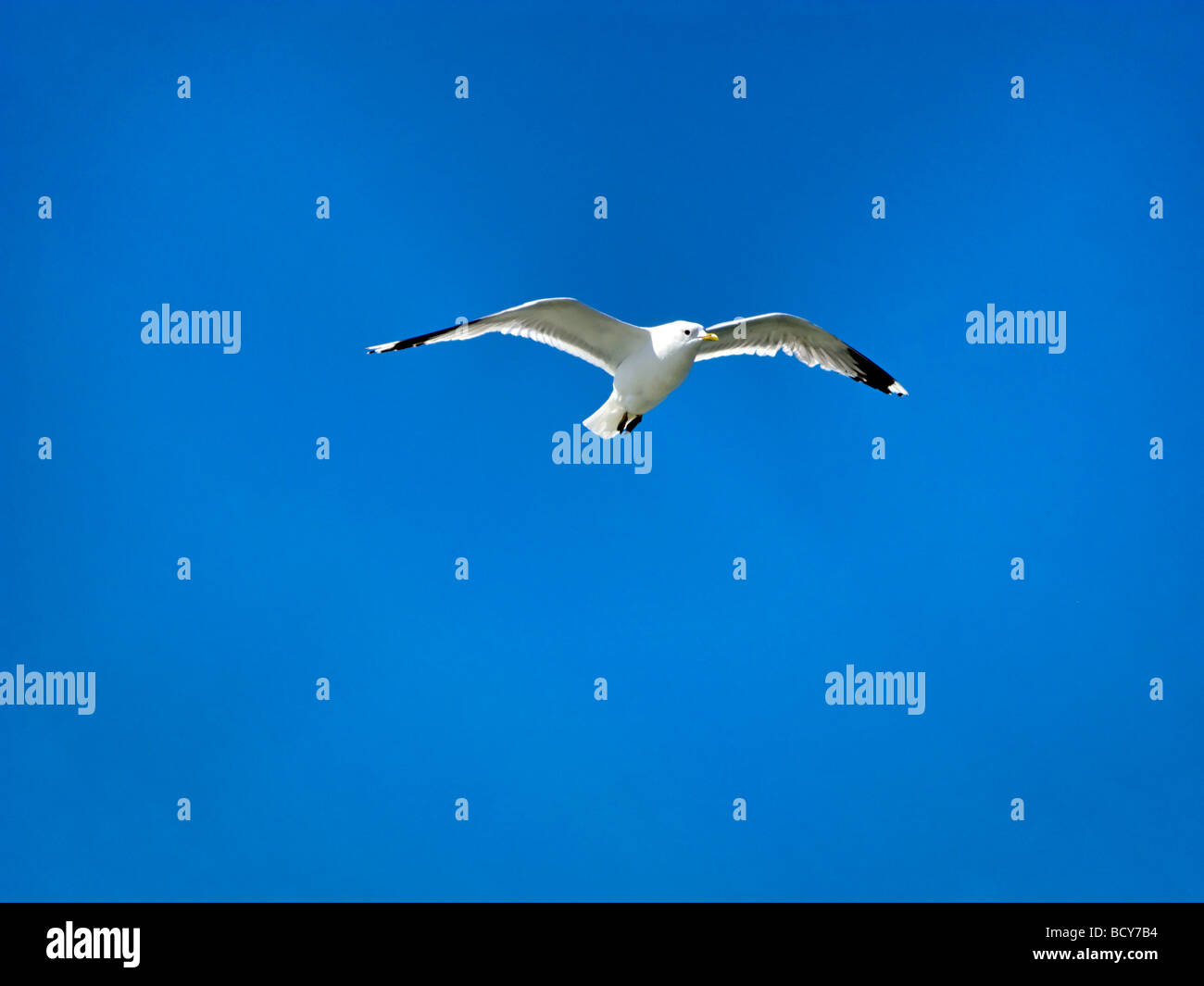 Gull flying overhead hi-res stock photography and images - Alamy