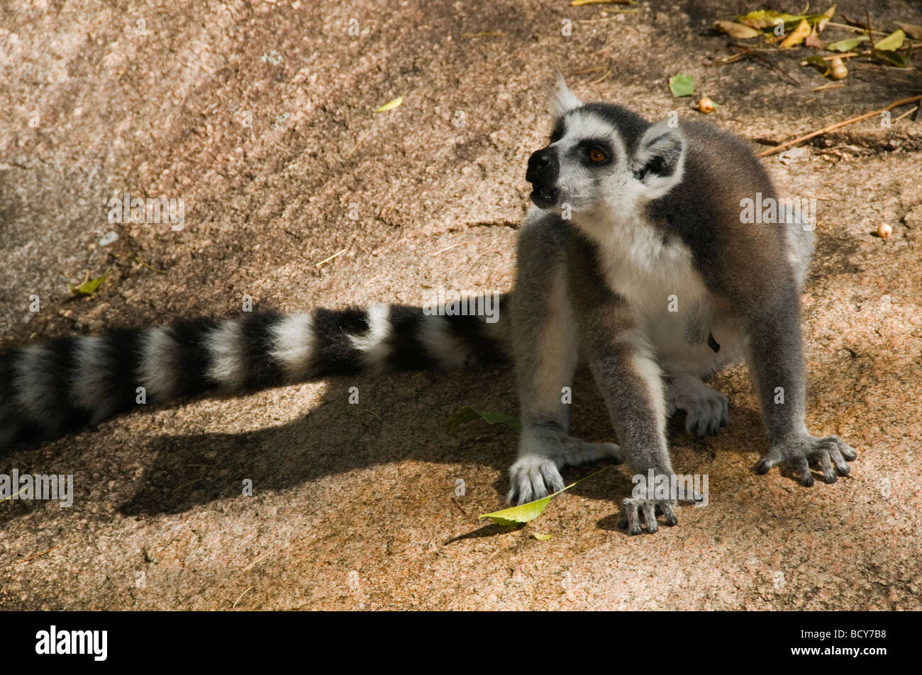 ring tailed lemur (catta) in Anja Reserve in Madagascar Stock Photo - Alamy