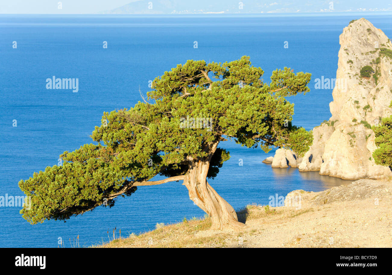 juniper tree on rock on sea surface background ("Novyj Svit" reserve ...