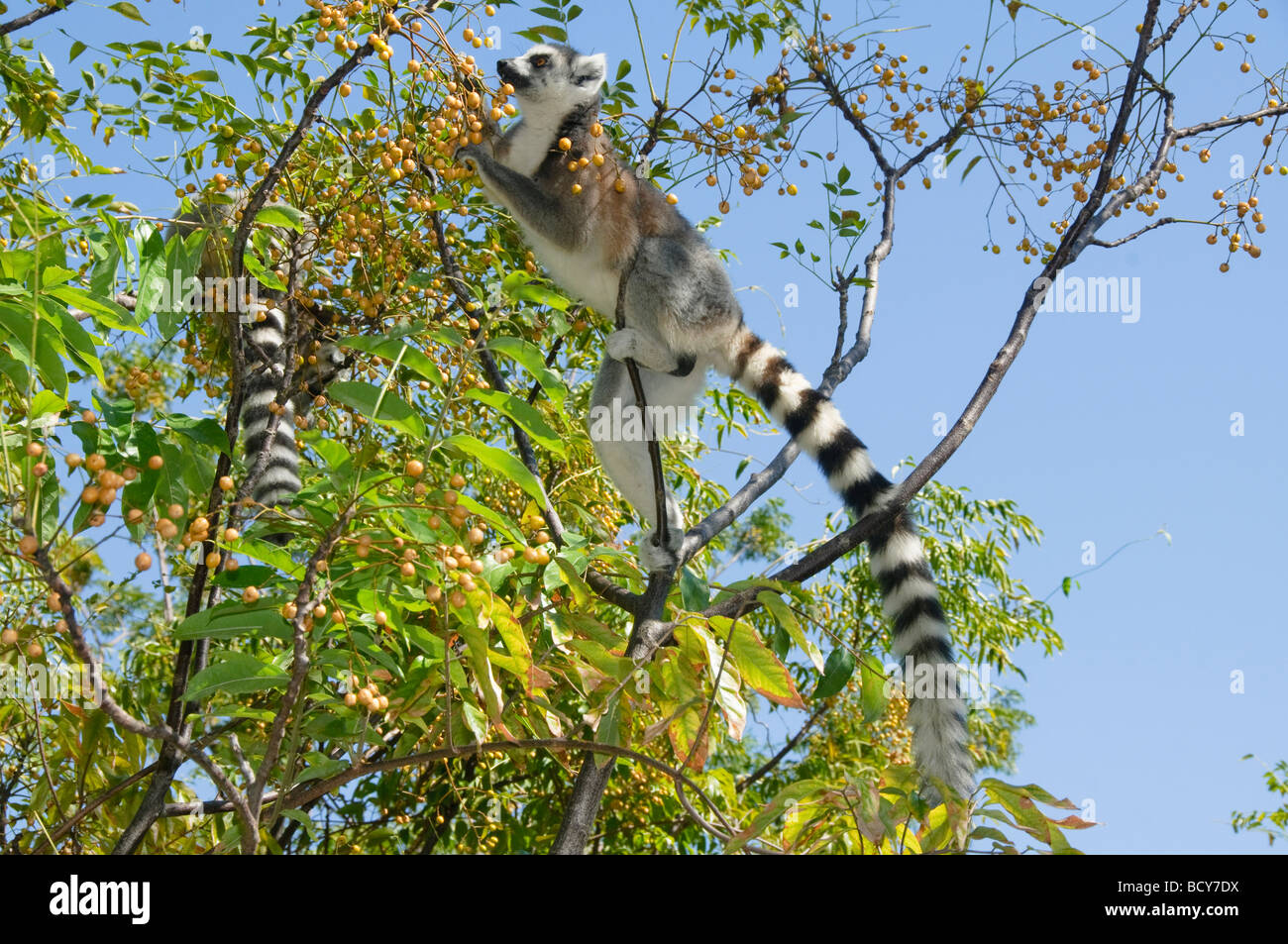 ring tailed lemur (catta) eating in Anja Reserve in Madagascar Stock ...
