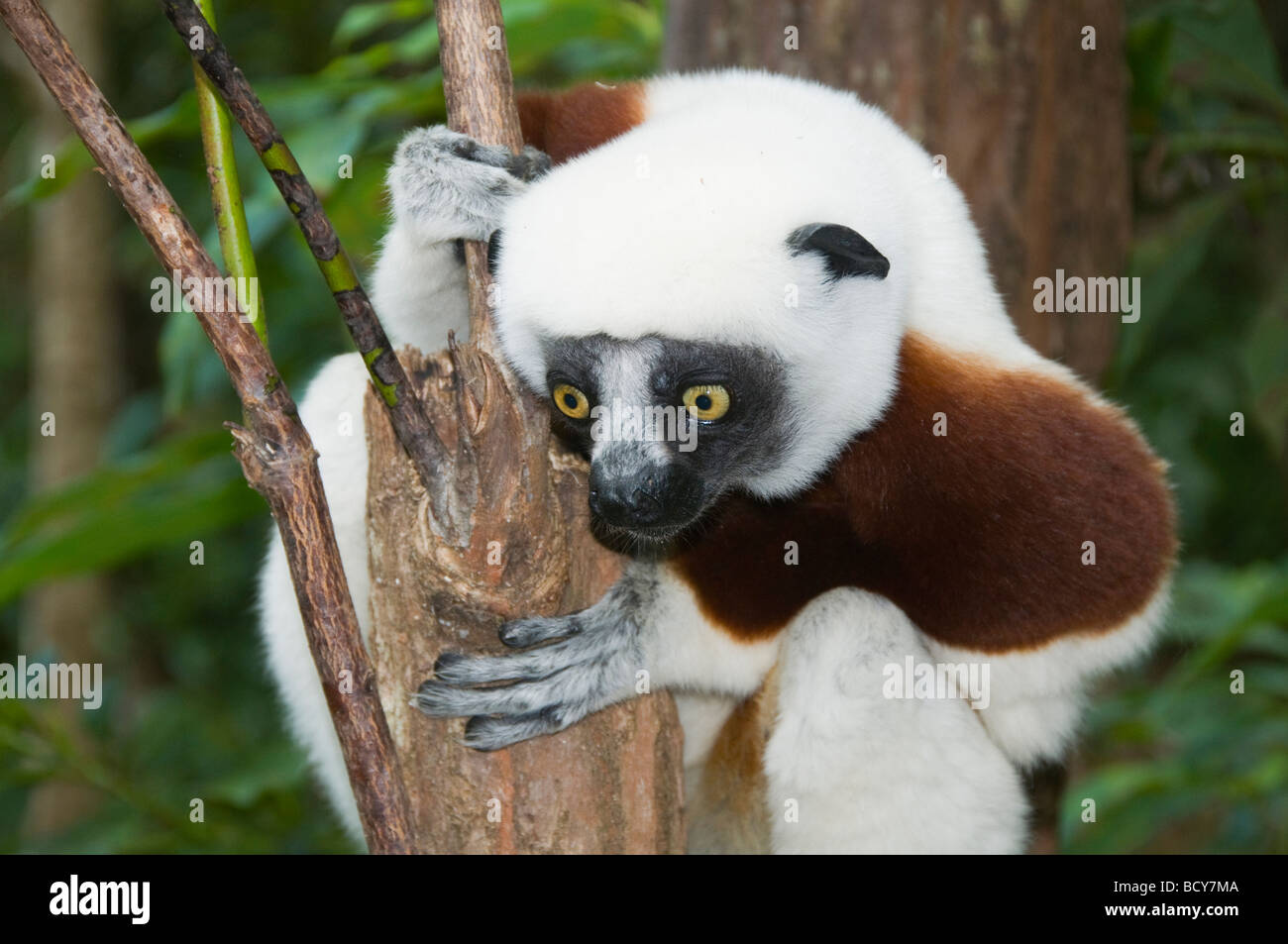 Sifaka lemur madagascar hi-res stock photography and images - Alamy