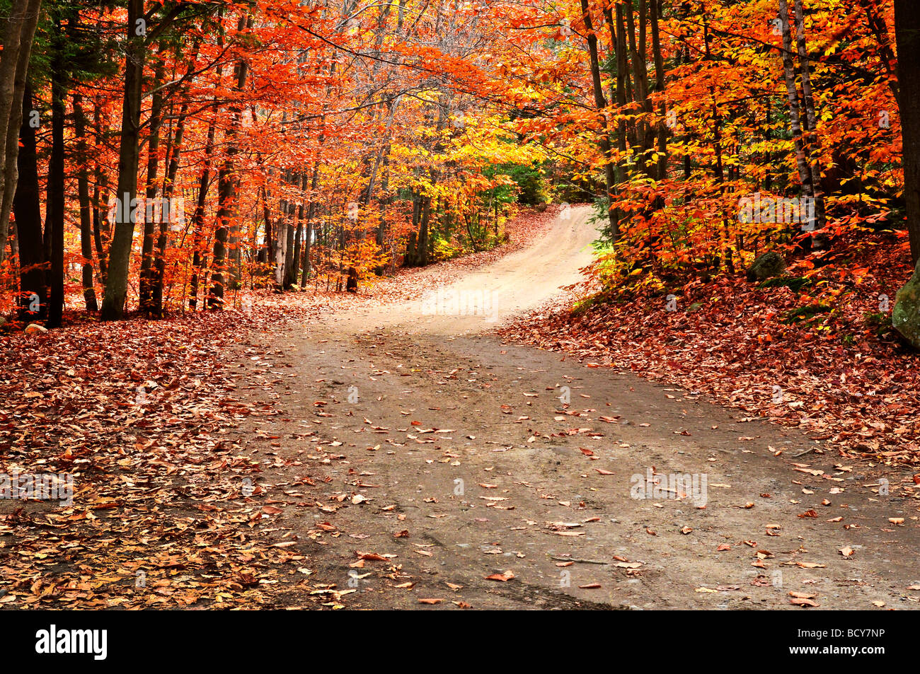 Trail through group of colorful trees in autumn park Stock Photo - Alamy