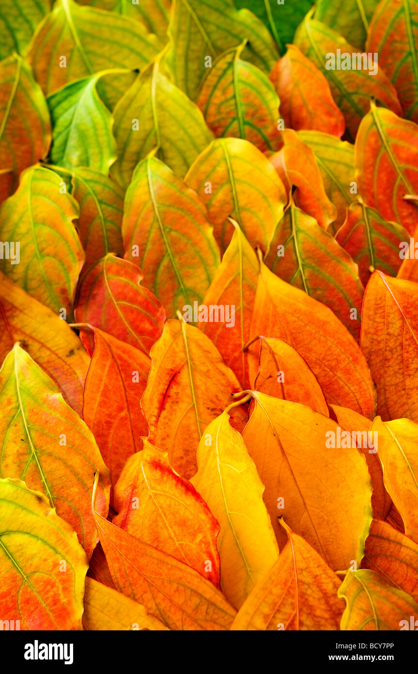 Colorful fall background of arranged autumn leaves Stock Photo - Alamy