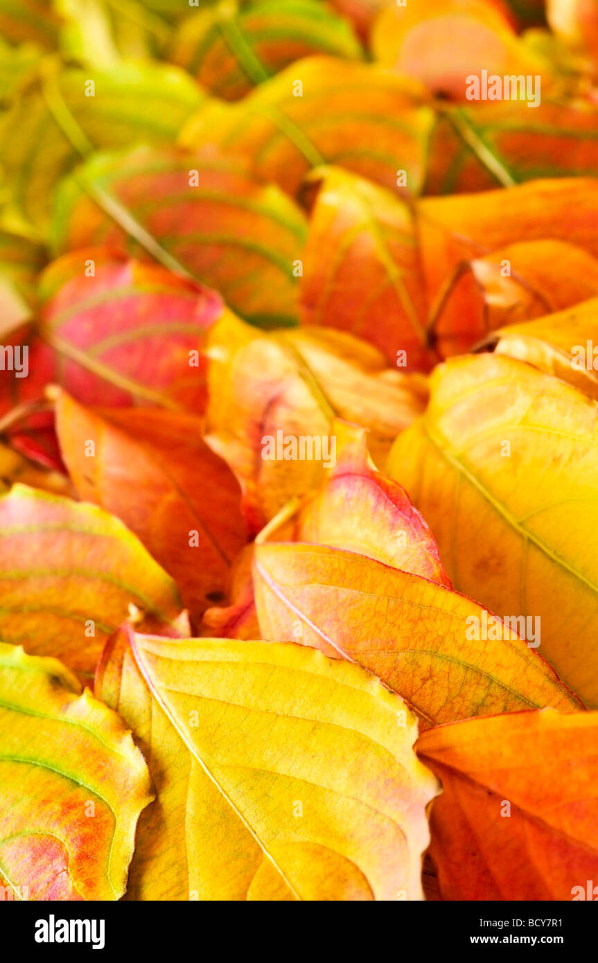 Colorful fall background of arranged autumn leaves Stock Photo - Alamy