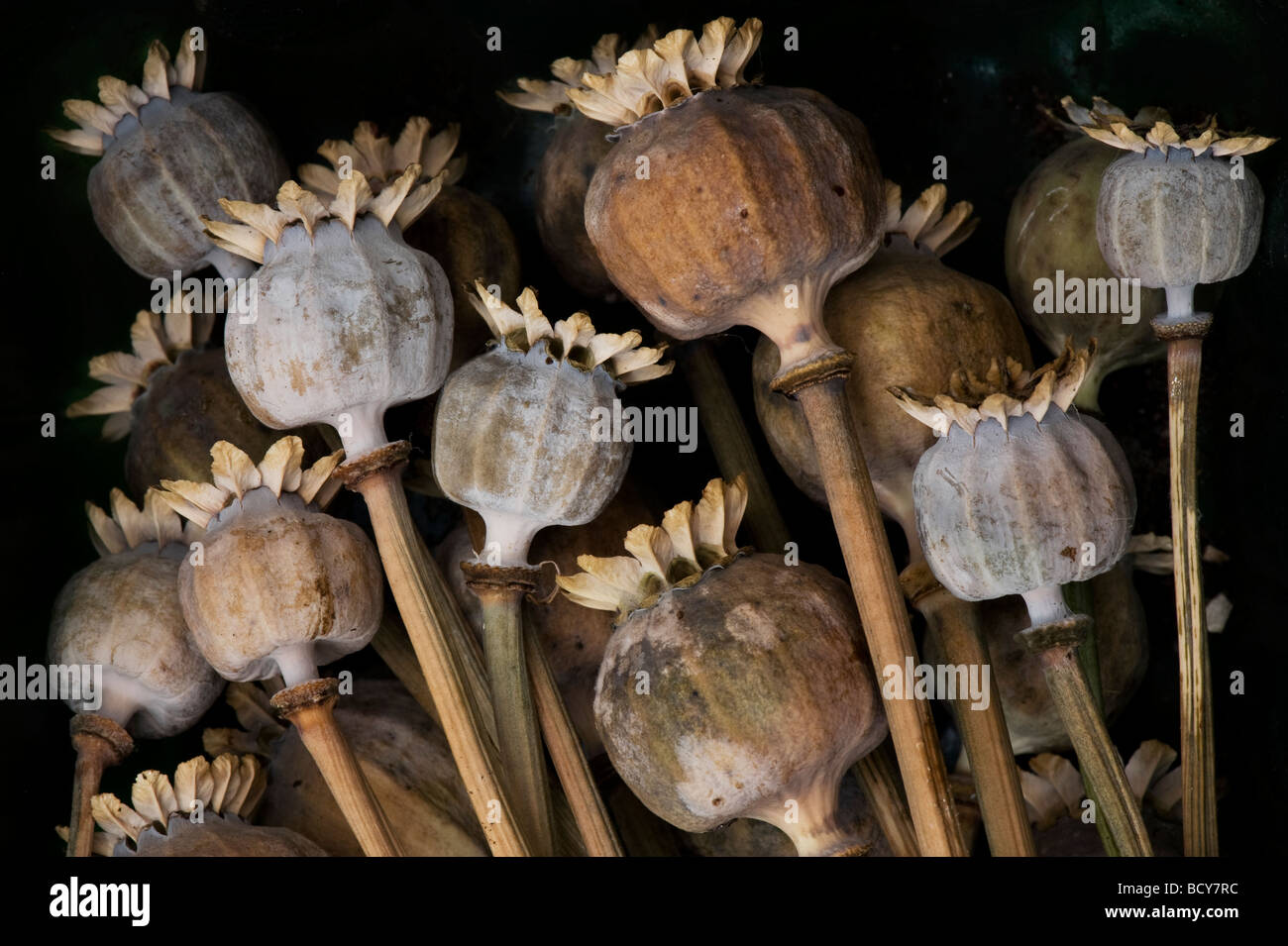 Papaver. Poppy seed pods against a dark background Stock Photo - Alamy